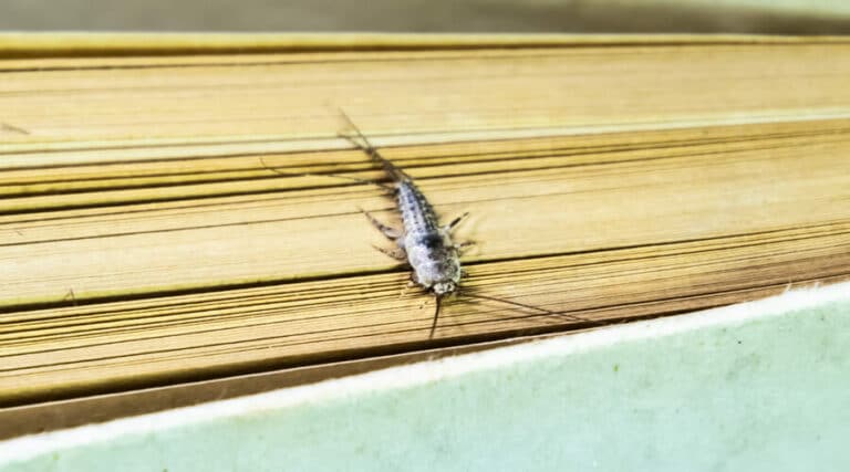 Do LED Lights Attract Silverfish (2024)